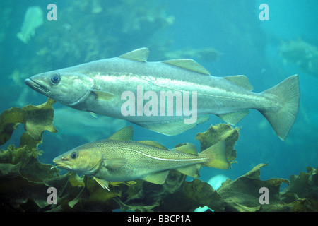 Atlantic cod, Gadus morhua and Pollack, Pollachius pollachius fish in a ...