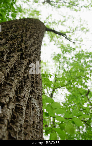 upward angle of tree in forest Stock Photo - Alamy
