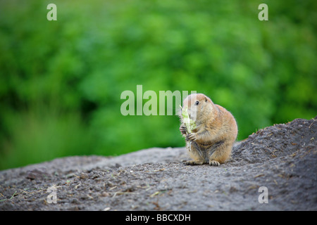 A closeup of a cute prairie dog eating carrots at the zoo Stock Photo ...