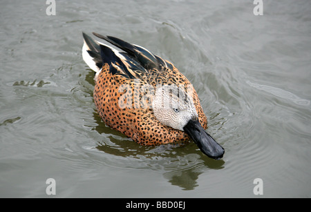 A Red shoveler (Anas platalea) duck at the Laguna Nimez Bird Sanctuary ...