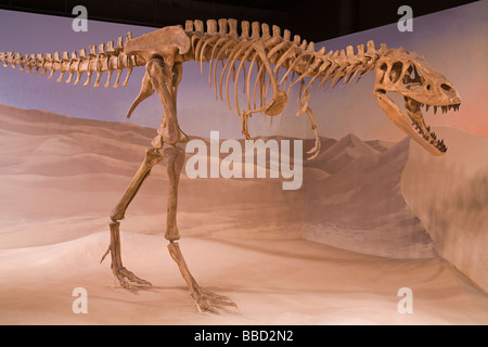 Albertosaurus Skeleton South Carolina State Museum Columbia South ...