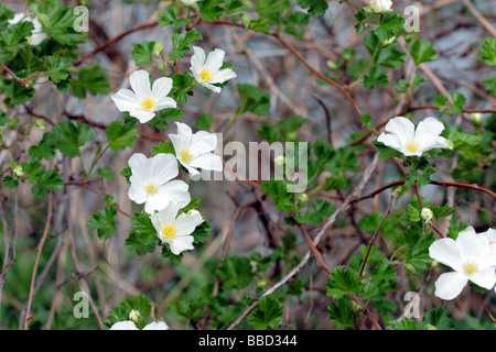 Boulder Raspberry or Delicious Raspberry, Rubus deliciosus x Rubus ...