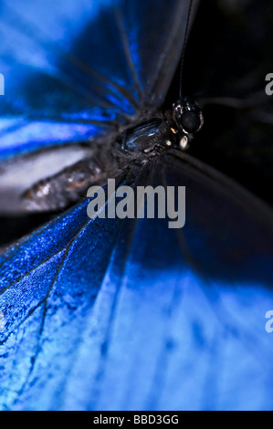blue morpho (Morpho peleides), Detail eyespots, Germany Stock Photo - Alamy