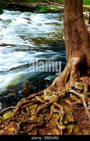 Gnarled tree roots by a river in rural Pennsylvania Stock Photo - Alamy