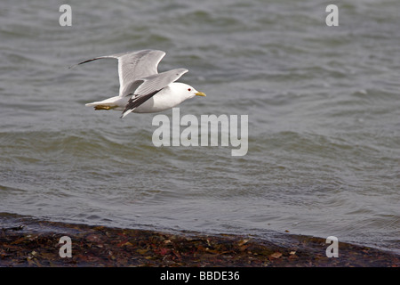 Common Gull in flight Stock Photo - Alamy