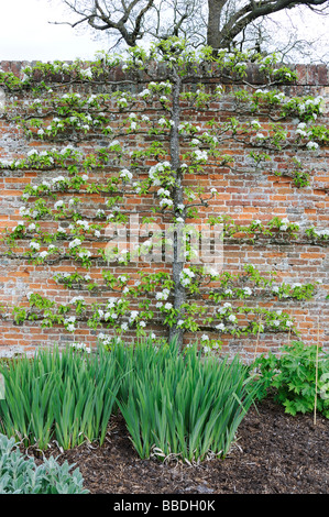 An espaliered fruit tree against a wall in the gardens at West Dean ...