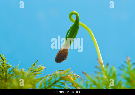 conifer seed tree unfold unfolding cotyledon seed leaf germ germinate ...
