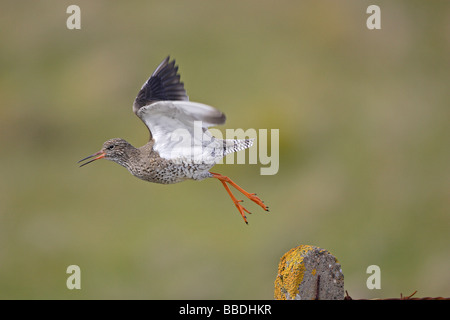 Common Redshank flying from a post Stock Photo - Alamy