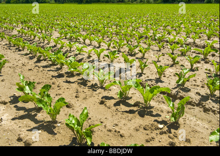 sugarbeet sugar beet row fertile prolific field crop order ordering in ...