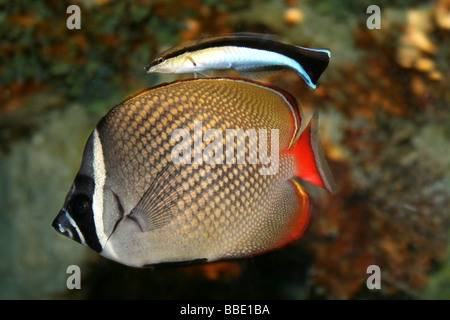 Red-tailed butterflyfish (Chaetodon collare), also known as the ...