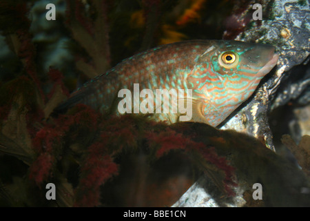 Corkwing wrasse (Symphodus melops). Marine fish Stock Photo - Alamy