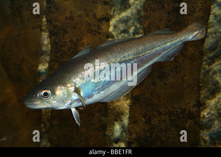 Poor Cod. Trisopterus Minutus. Cod Family. Underwater marine life off ...