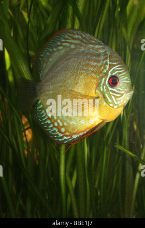 Turquoise (a.k.a. Royal Blue) Discus Symphysodon aequifasciata haraldi ...