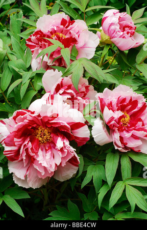 Bluehende Pfingstrose, Pink flowers of paeonia officinalis Stock Photo ...