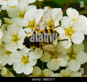 close up of Syrphus ribesii hoverfly Stock Photo - Alamy