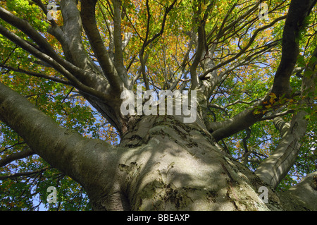 Looking up at European beech tree canopy {Fagus sylvatica} with ...