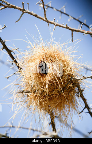 A low angle shot of a tree with birds perched on it Stock Photo - Alamy