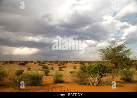 Africa, Namibia, Hardap, dried up grasses in Kulala Wilderness Reserve ...