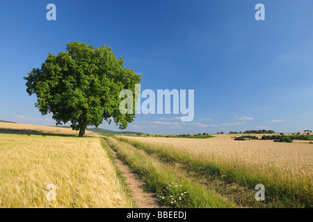 Walnut tree in field sunny day blue sky background. Single, deciduous ...