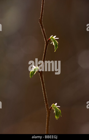 Young hazel tree branch sprout with new growing leaves in spring forest ...