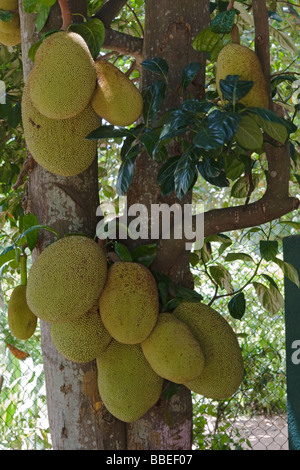 Jak fruits on tree, Sri Lanka Stock Photo - Alamy
