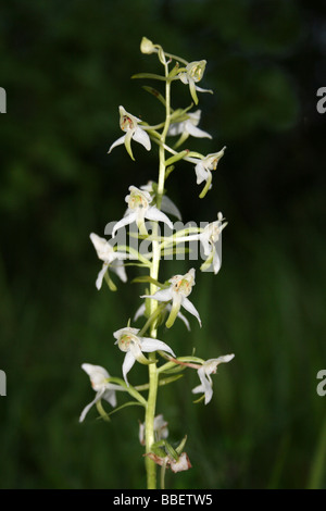 Greater butterfly-orchid (Platanthera chlorantha Stock Photo - Alamy