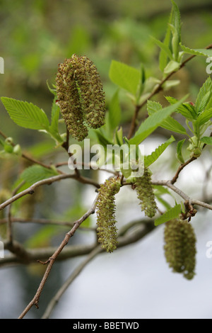 A Japanese Alder, Alnus sieboldiana, Betulaceae, Japan Stock Photo - Alamy