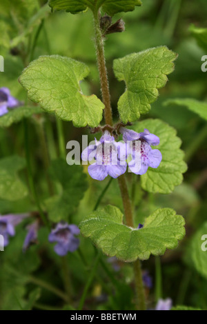 Ground Ivy, Creeping Charlie or Creeping Charley (Glechoma hederacea ...