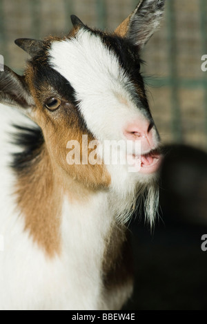 close up portrait of a goat Stock Photo - Alamy