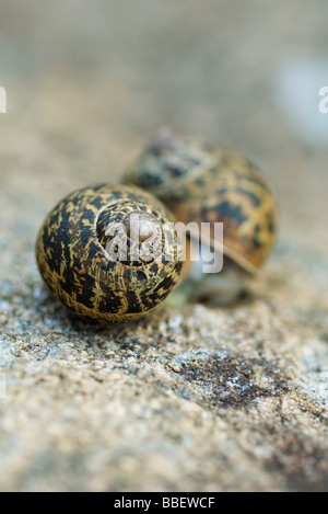 A selective focus shot of two snails - perfect for background Stock ...