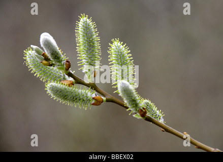 MacKenzie's Willow, Salix prolixa, Salicaceae, Native to California and ...