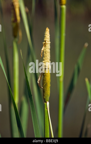 cattail in the spring Stock Photo - Alamy