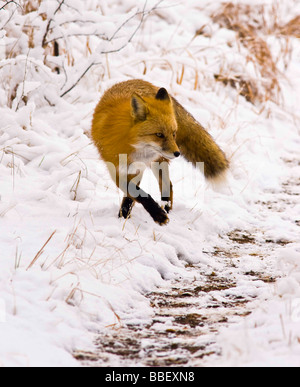 Red Fox hunting in winter Stock Photo - Alamy