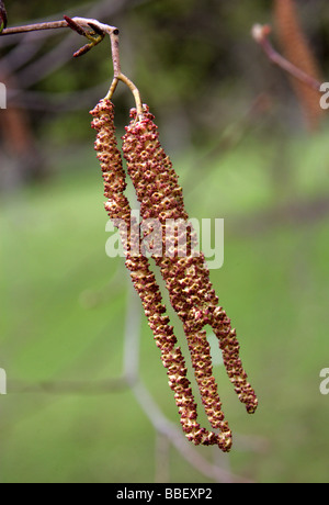 Red Alder (Alnus rubra Stock Photo - Alamy