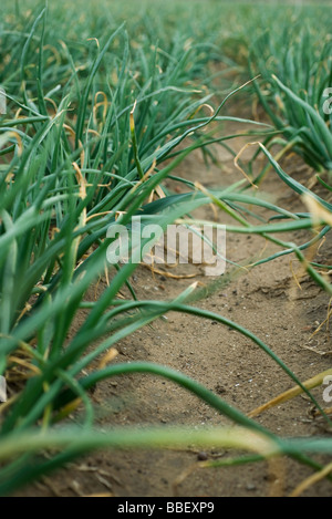 Onion furrows in the vegetable garden on summer Stock Photo - Alamy