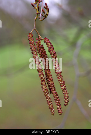 Bare red alder trees(Alnus rubra) in winter near Sitka, Alaska Stock ...