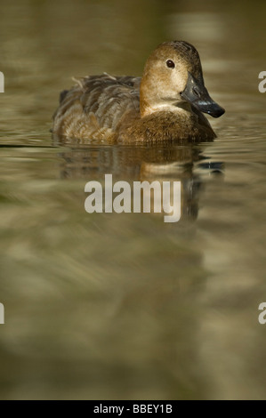 Common pochard, female, Aythya ferina, common pochard, female Stock ...