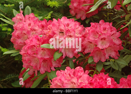 Red rhododendrons (Rhododendron), in a garden, Wilden, North Rhine ...