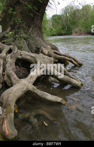Sycamore tree root Big Darby river Ohio Stock Photo - Alamy