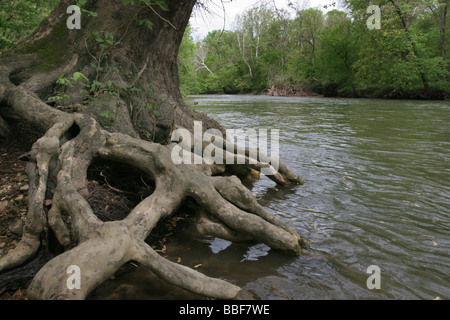 Sycamore tree root Big Darby river Ohio Stock Photo - Alamy