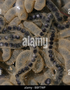 American Toad eggs Stock Photo - Alamy