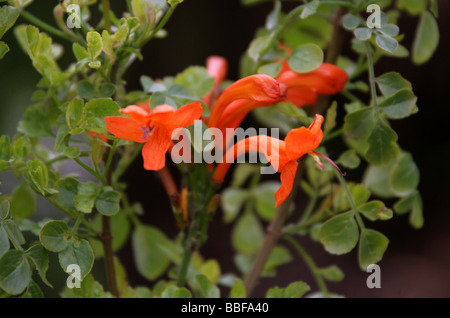 Cape honeysuckle or Tecoma capensis shrub with orange flowers. Tecoma ...