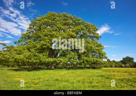 An English oak tree, summer, UK Stock Photo - Alamy