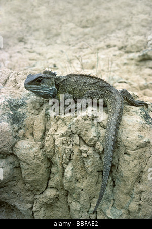 A male New Zealand Cook Strait giant weta (Deinacrida rugosa) - a ...