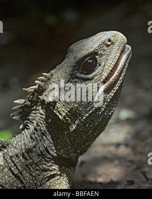 A male New Zealand Cook Strait giant weta (Deinacrida rugosa) - a ...