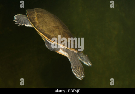 Geoffrey's Side-necked Turtle Phrynops geoffroanus Stock Photo - Alamy