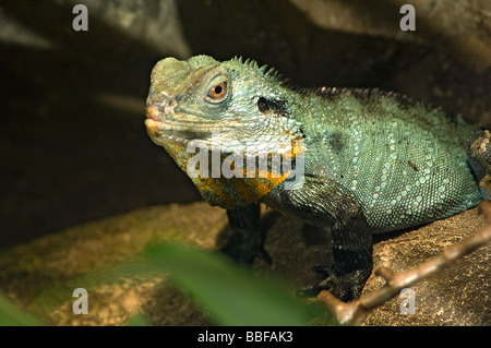 An Gippsland Water Dragon ( Physignathus lesueurii howittii ) head and ...