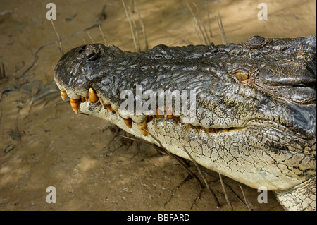 saltwater crocodile - snout / Crocodylus porosus Stock Photo - Alamy