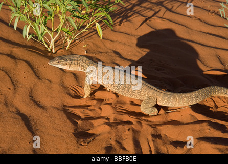 Goulds Sand Monitor, Varanus gouldii Stock Photo - Alamy