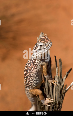 Central Netted Dragon, Ctenophorus nuchalis at Trephina Gorge, east ...